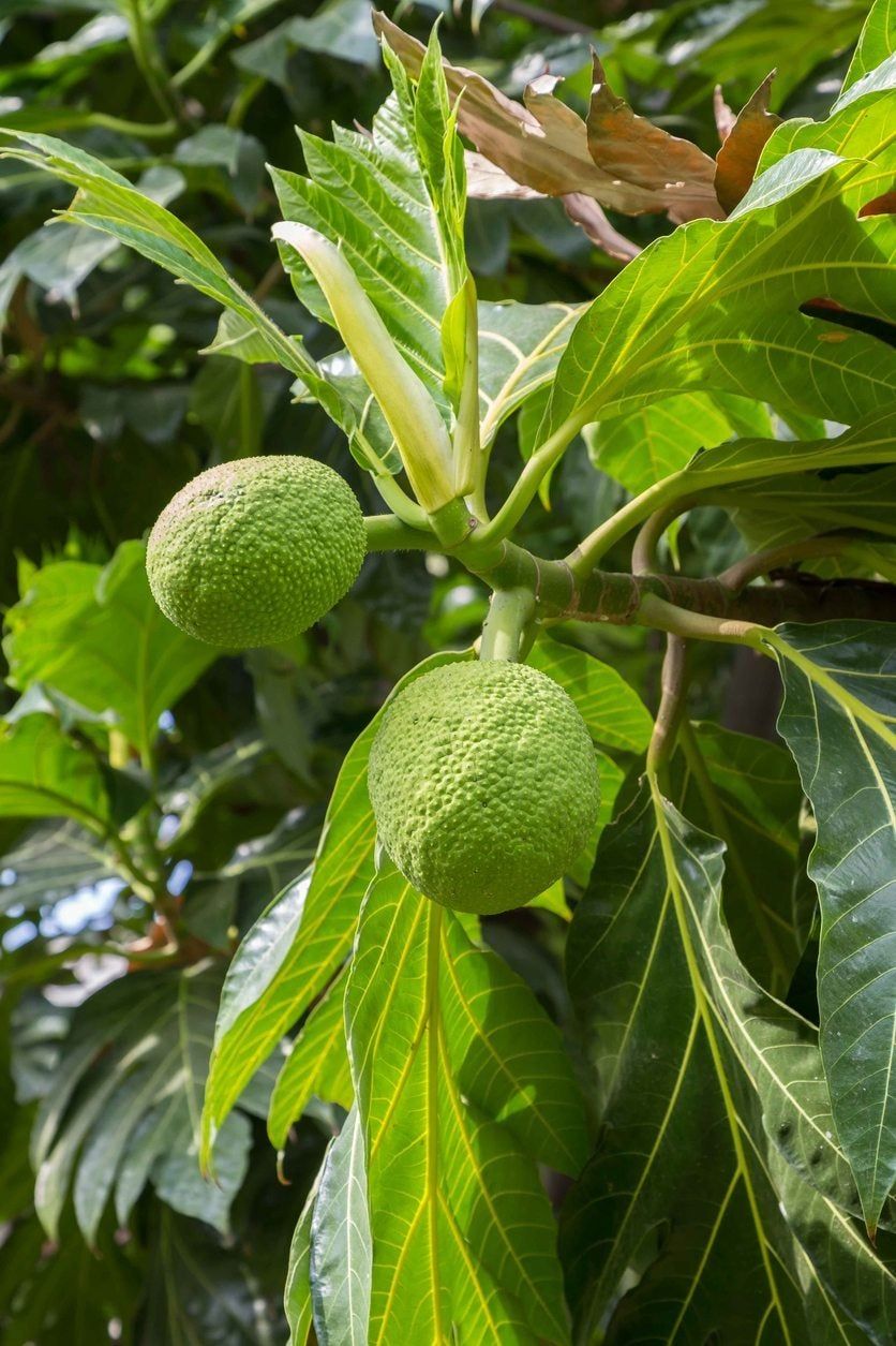 How To Prune Breadfruit Trees - Tips For Cutting Back A Breadfruit Tree ...