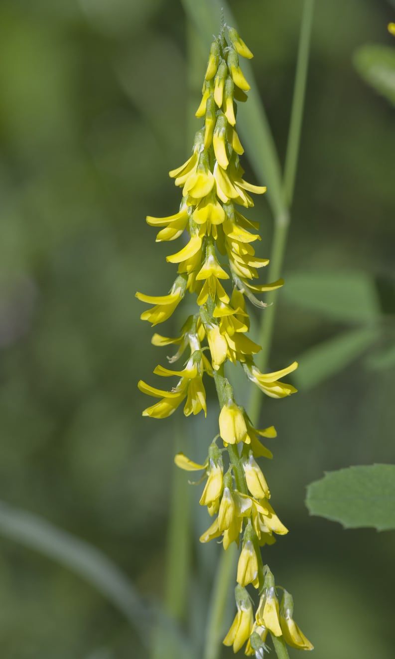 What Is Yellow Sweetclover: Learn About Yellow Sweetclover Uses And ...