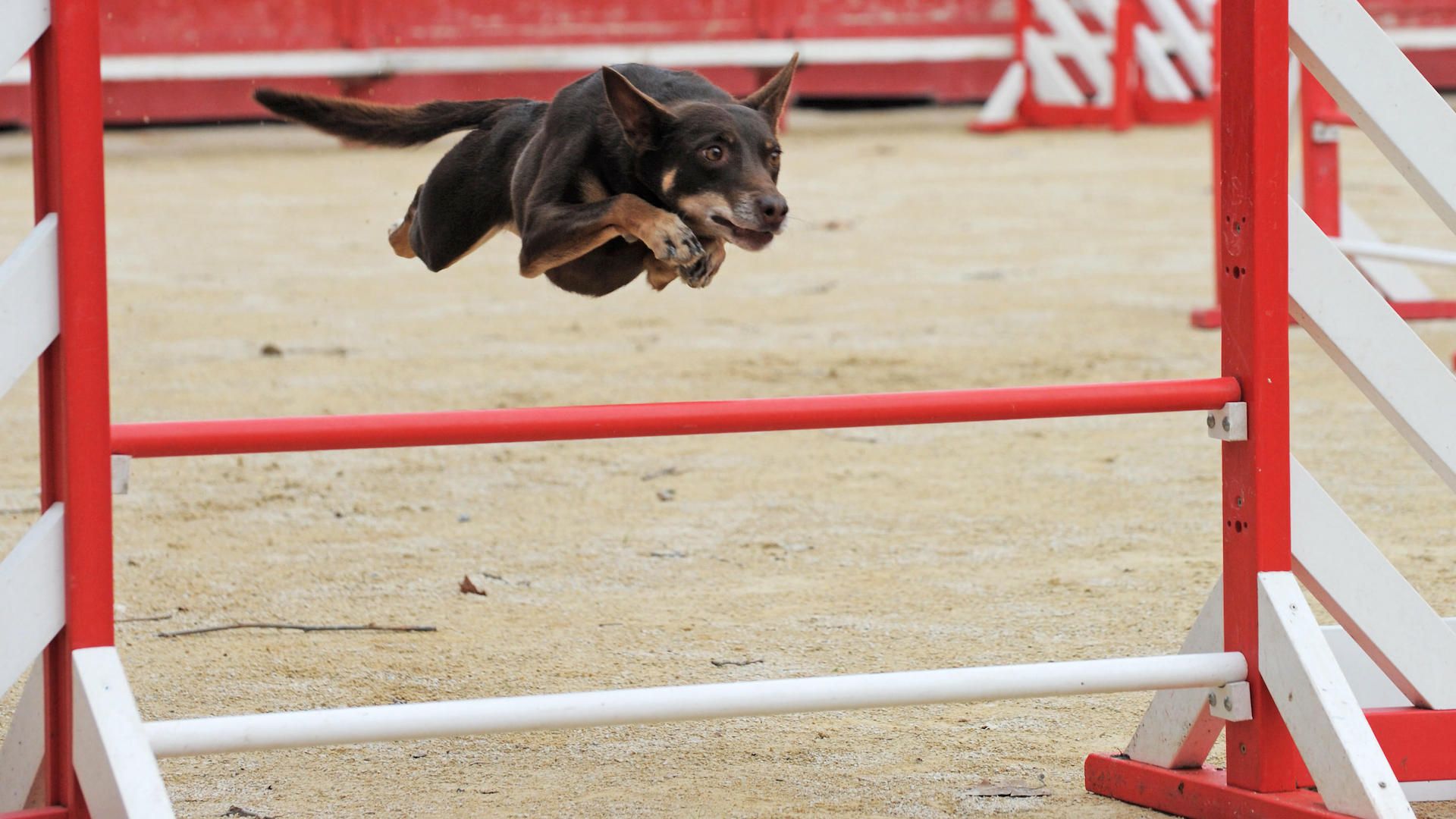 Highest jumping dogs: 20 that can reach impressive heights | PetsRadar
