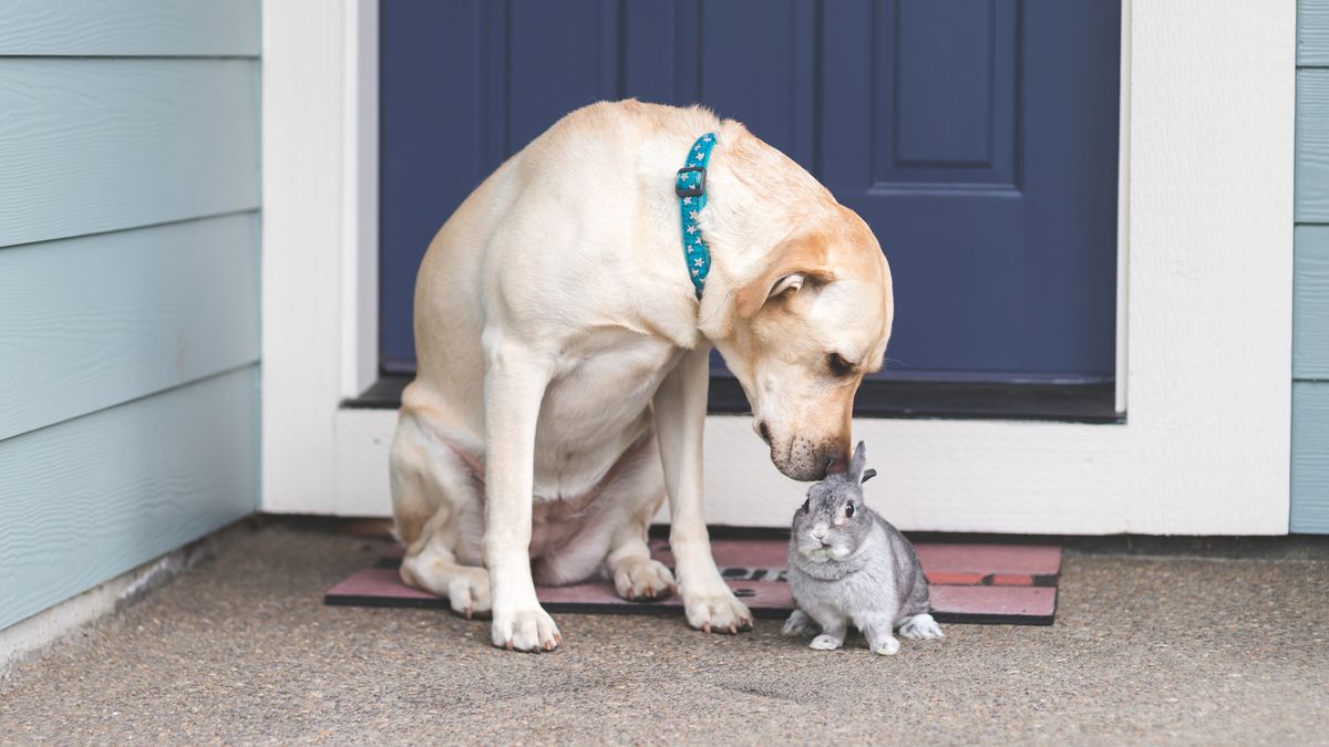 32 reasons to love Labradors | PetsRadar