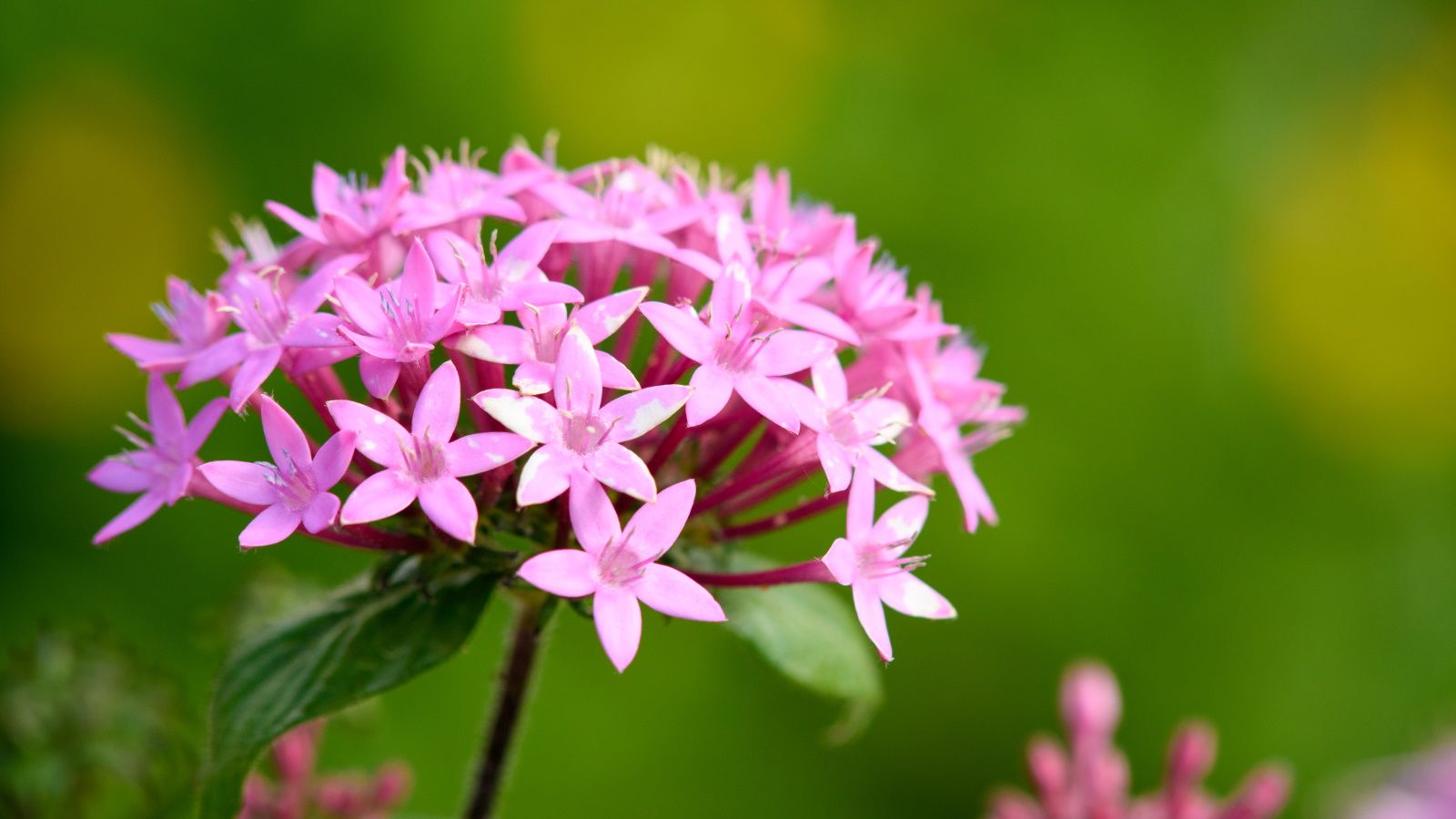 How to deadhead pentas plants and when to do it | Homes and Gardens