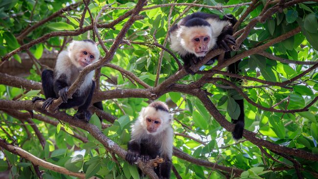 Cannibal animals: 12 creatures that gobble up their own kind | Live Science