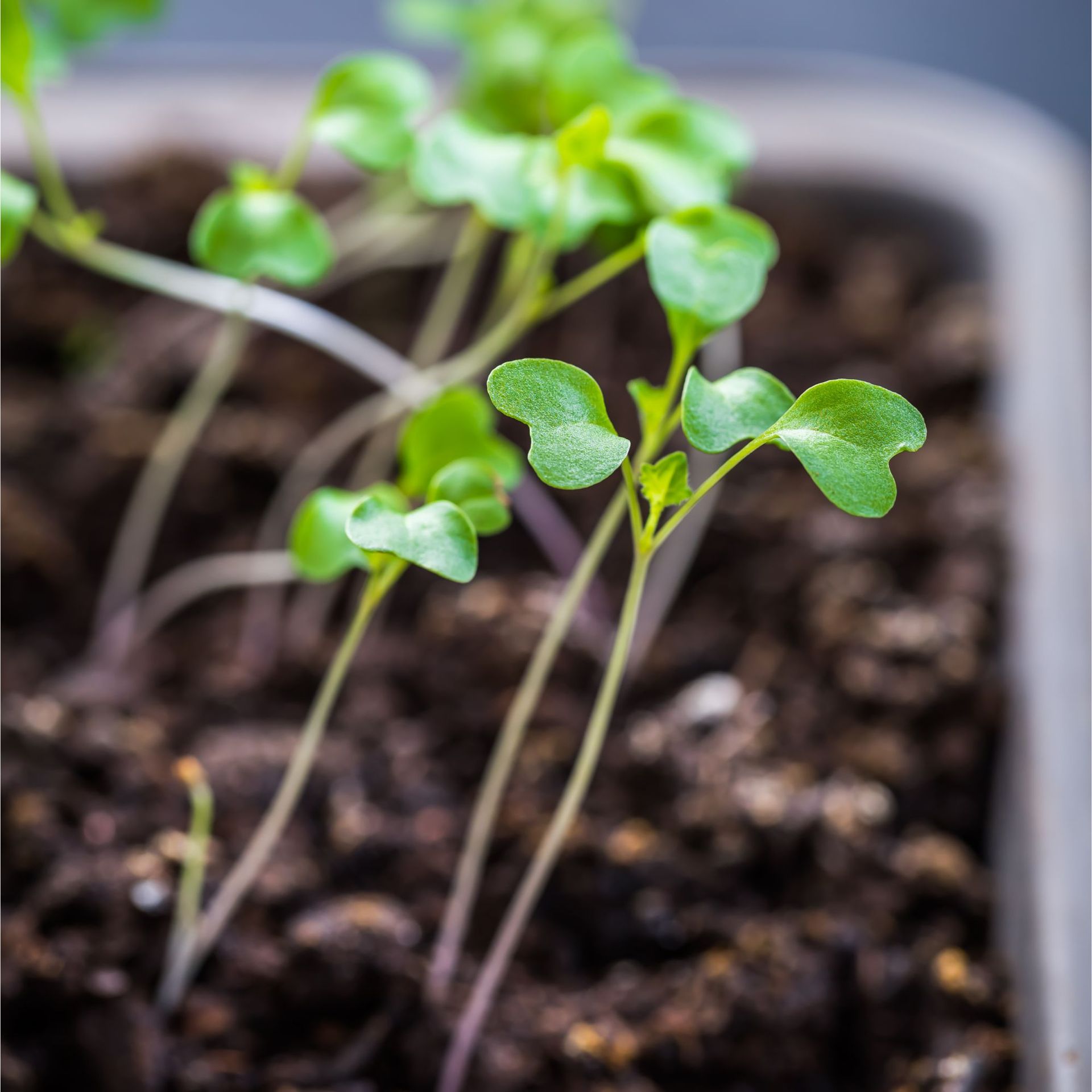 Why are my seedlings leggy? The most common reason explained | Ideal Home