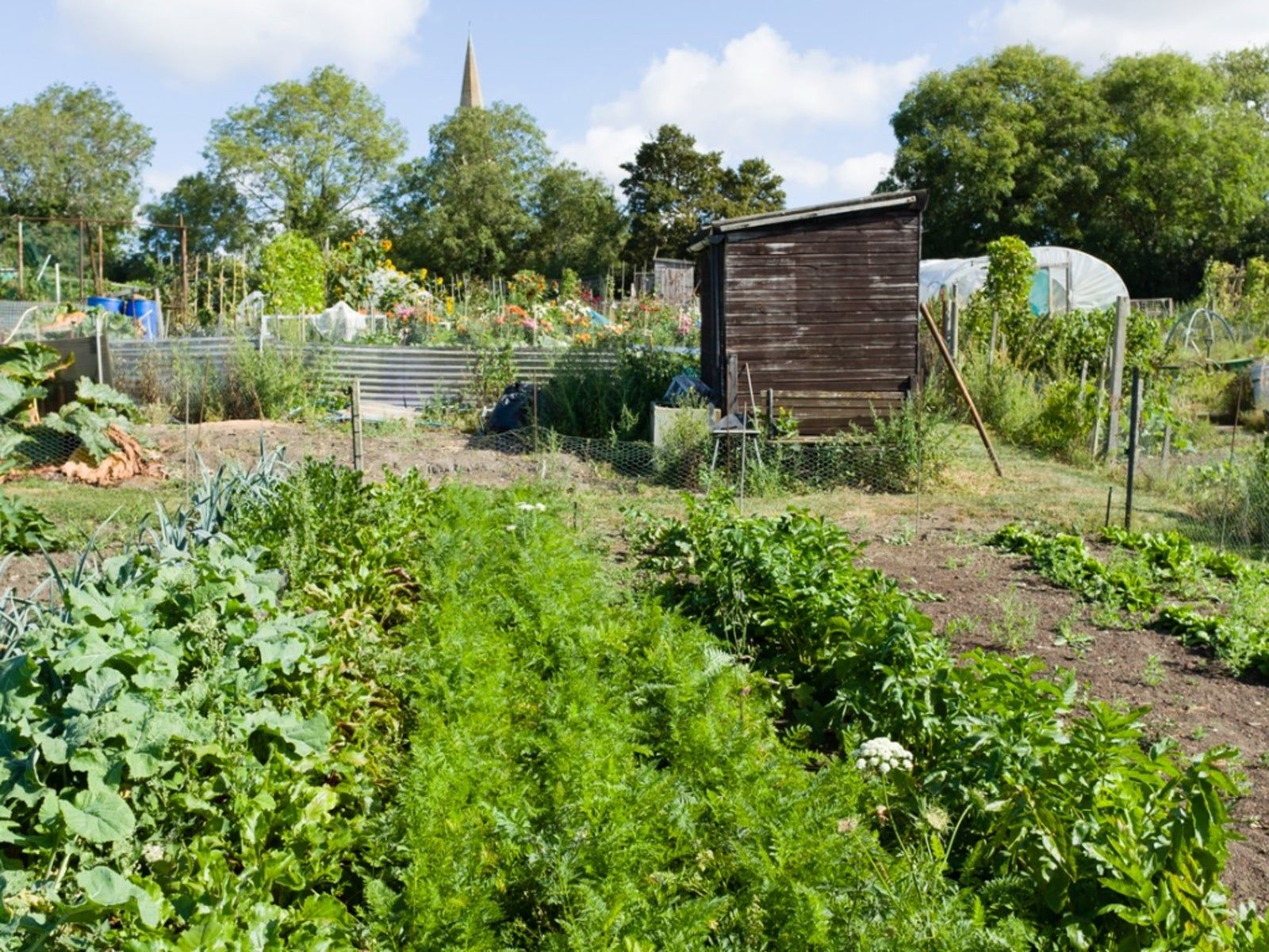 Guerrilla Grow Guide - Learn About Guerrilla Garden Seed Bombs ...