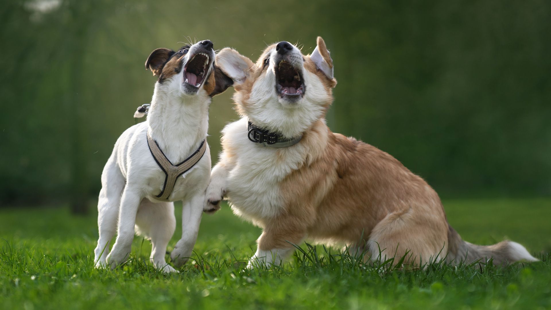 32 biggest barkers - most vocal dog breeds. | PetsRadar