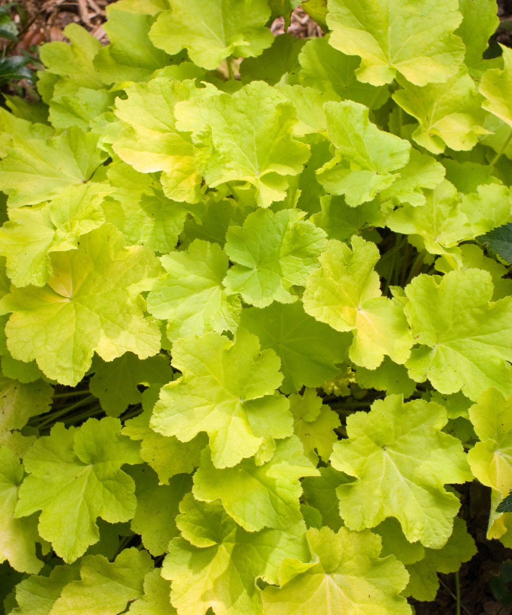 Heuchera varieties: 15 coral bells for foliage and flowers | Homes and ...