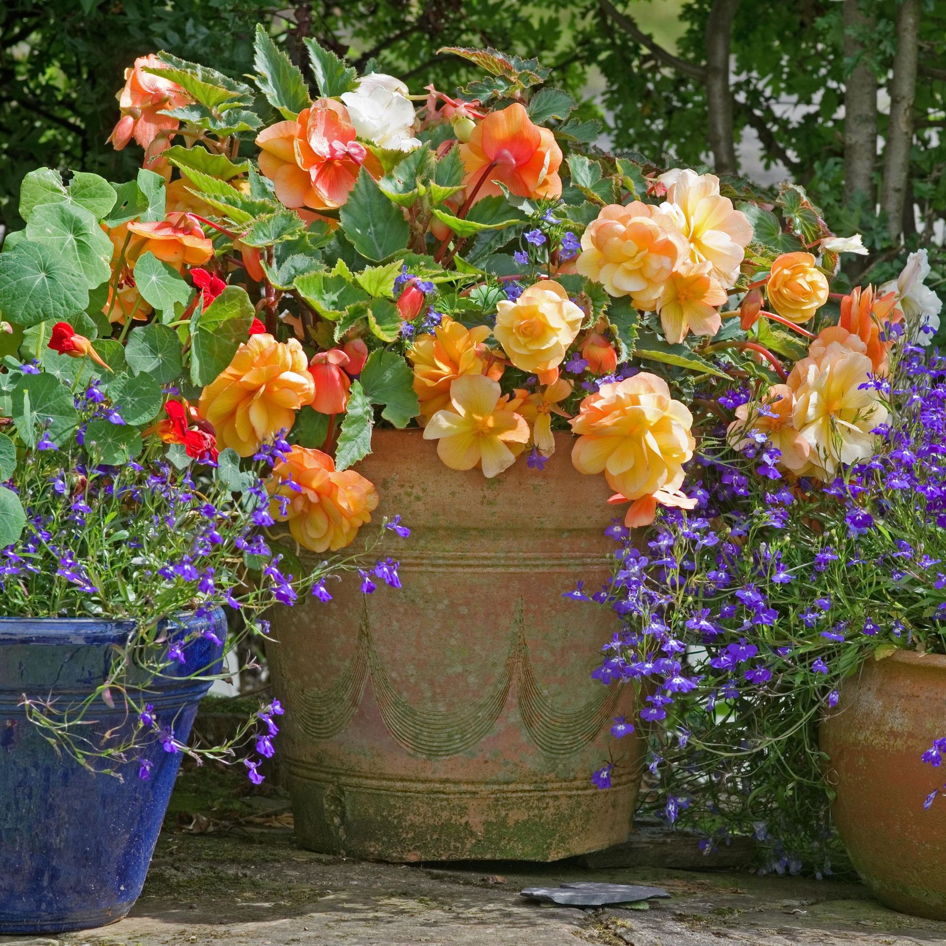 8 of the best trailing plants for outdoors | Ideal Home