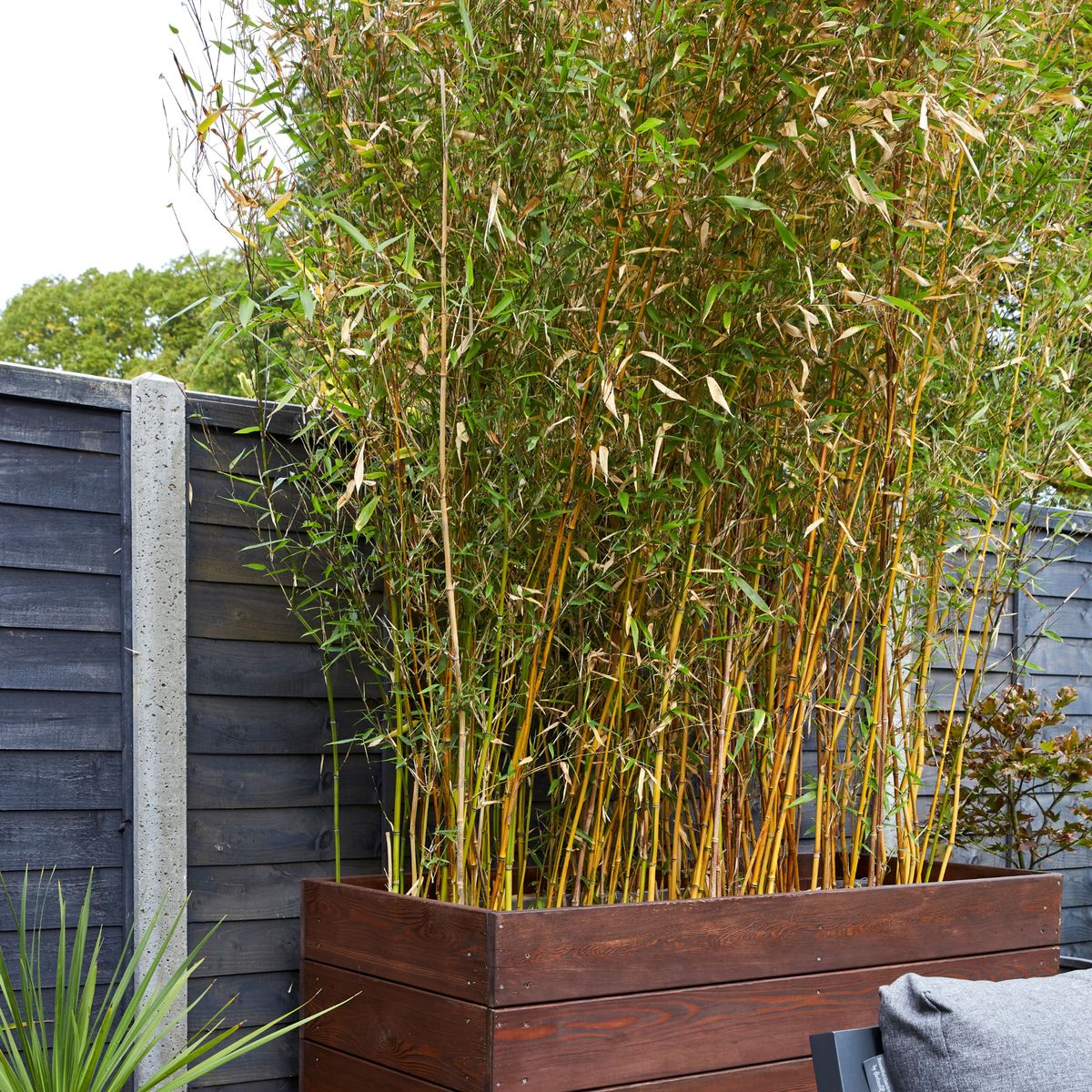 How to prune bamboo - expert advice and pruning tips | Ideal Home