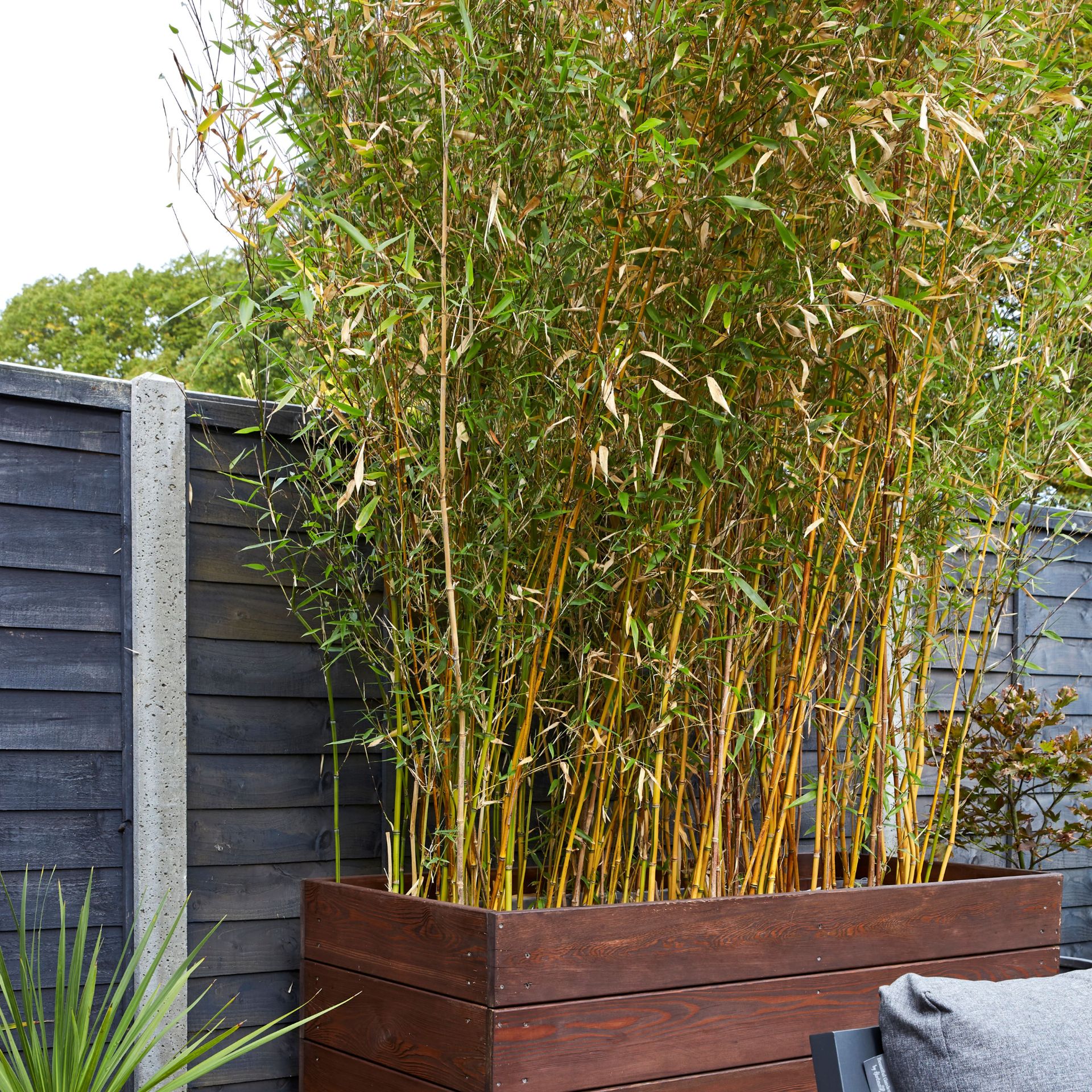 Why is my bamboo turning yellow? 6 common reasons | Ideal Home