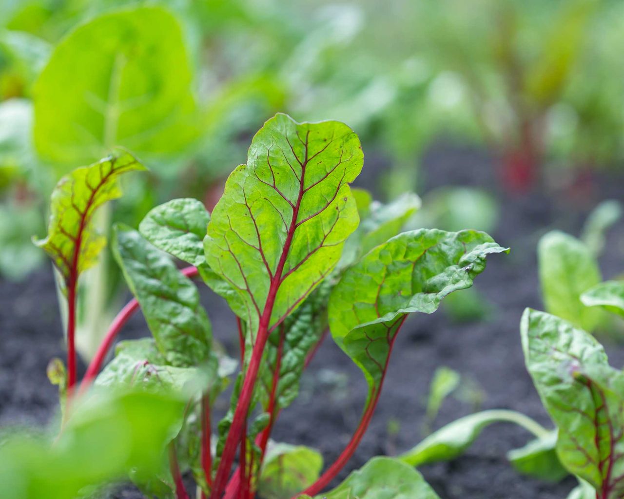 Fast-growing vegetables: 10 top picks for quick crops | Gardeningetc