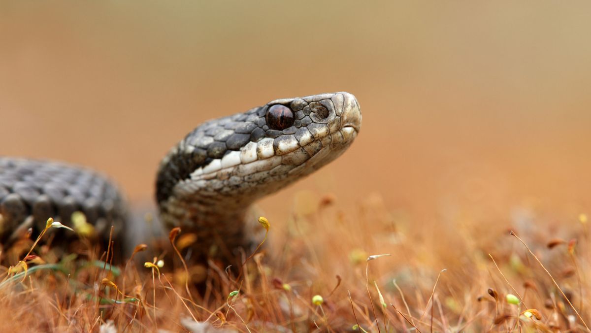 What to do if you see a snake on a trail: expert advice | Advnture