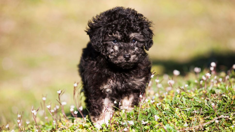 Miniature poodle vs toy poodle: Breed comparison | PetsRadar