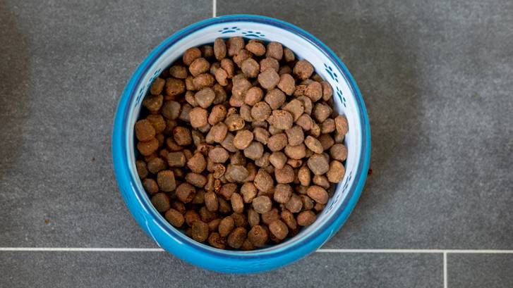 Dog food ingredients explained: A vet's guide to reading a dog food ...