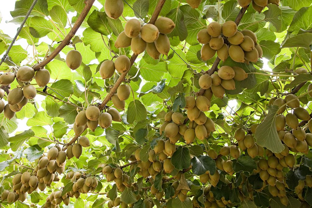 How to grow kiwi from seed – for the most delicious fruits | Homes and ...