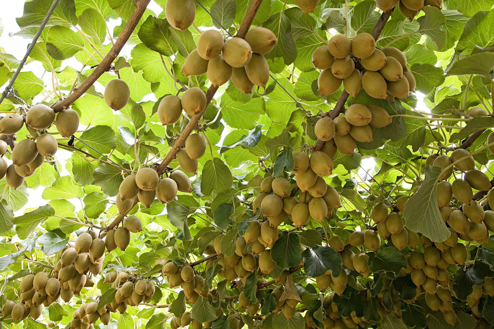 How to grow kiwi from seed – for the most delicious fruits | Homes and ...