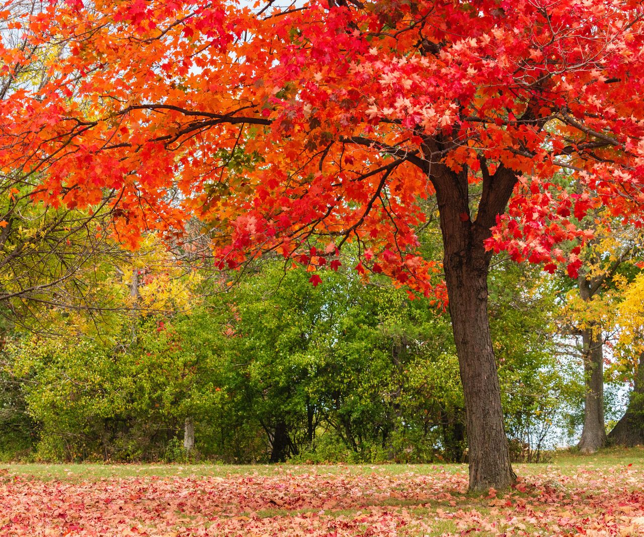 5 Tough Urban Trees That Thrive In City Landscapes Gardening Know How