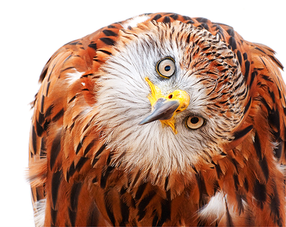 Britain’s birds of prey: The Country Life guide to raptors | Country Life