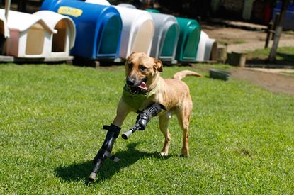 The heartbreaking stories behind 5 adorable bionic dogs | The Week
