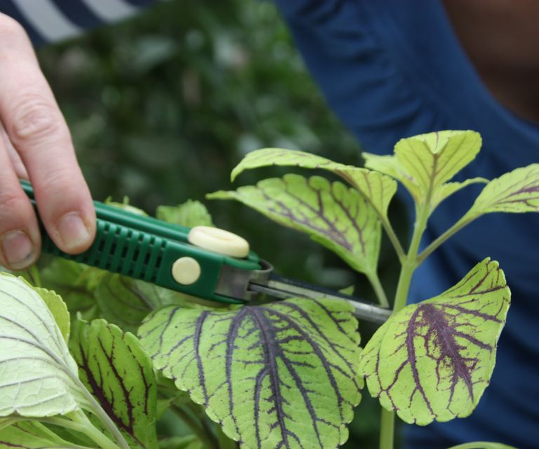 How to propagate coleus: expert tips to grow new plants | Homes and Gardens