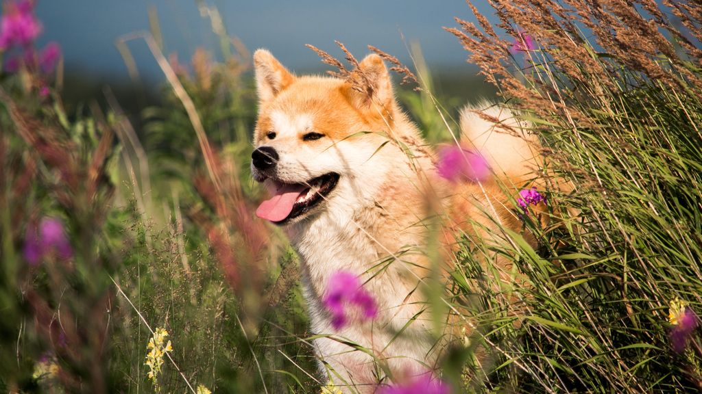 10 dog breeds with bad reputations: Are stereotypes true? | PetsRadar