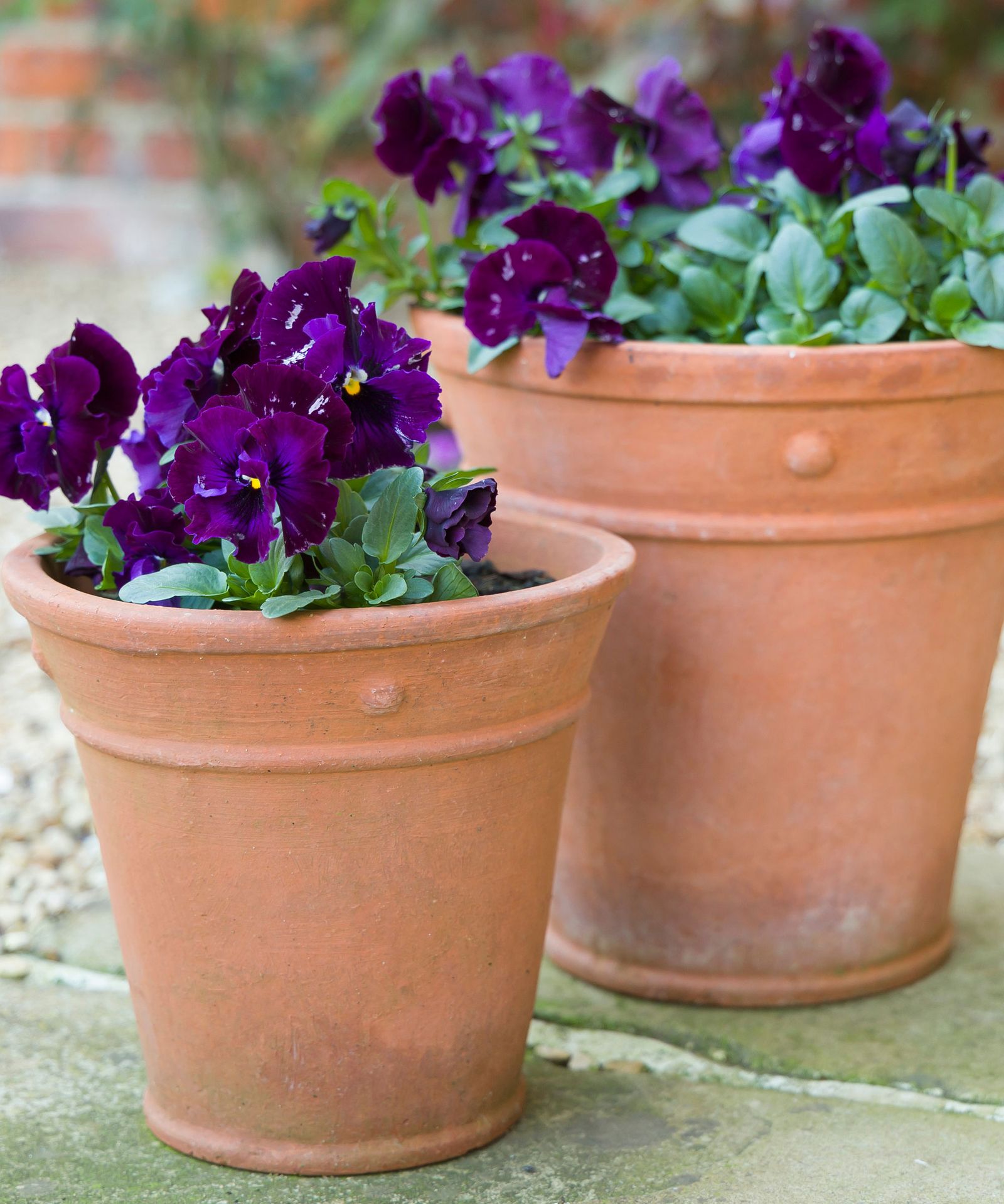 Blooming Spring Containers: 8 Potted Flowers For Spring | Gardening ...