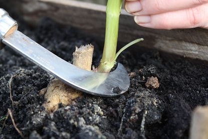 How to propagate dahlia cuttings: get amazing blooms without the price ...
