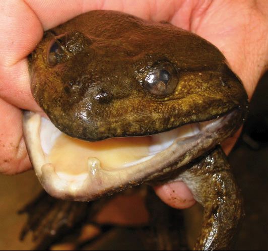 Album: Bizarre Frogs, Lizards and Salamanders | Live Science