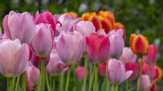 Bulbs for shade: 6 blooms for brightening darker corners | Homes and ...