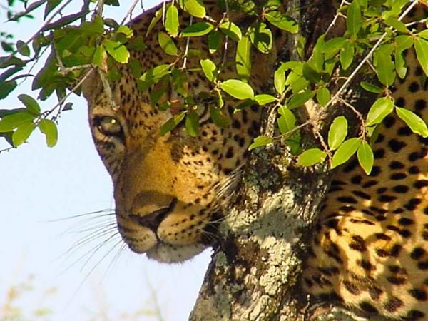 In Photos: The Wild Cats of Kruger National Park | Live Science