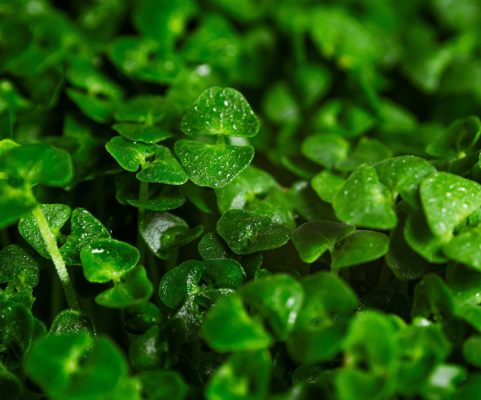 How to grow chia seeds: tips for growing chia plants at home | Homes ...