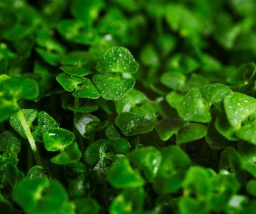 How to grow chia seeds: tips for growing chia plants at home | Homes ...