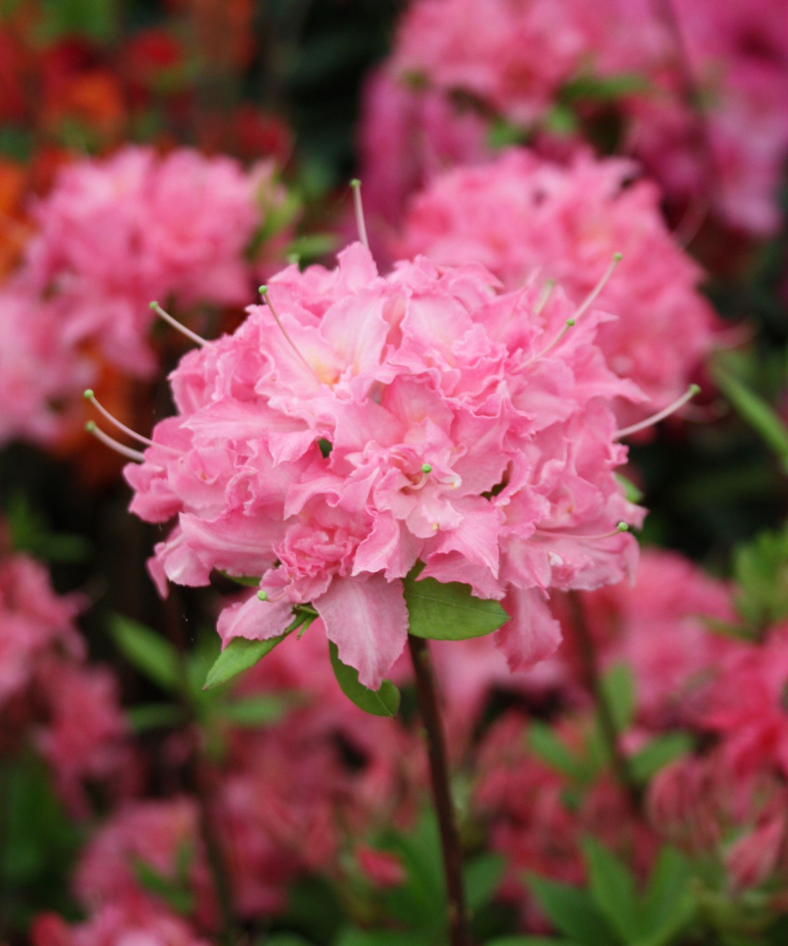 Azaleas care and growing guide: how to grow these shrubs | Gardeningetc