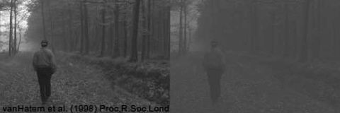 Action Video Games Improve Vision | Live Science