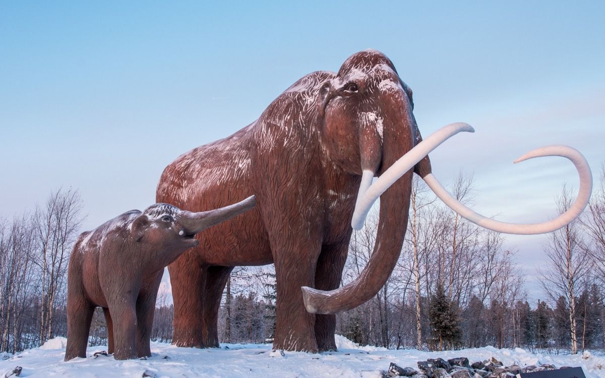 Mammoth resurrection: 11 hurdles to bringing back an ice age beast ...