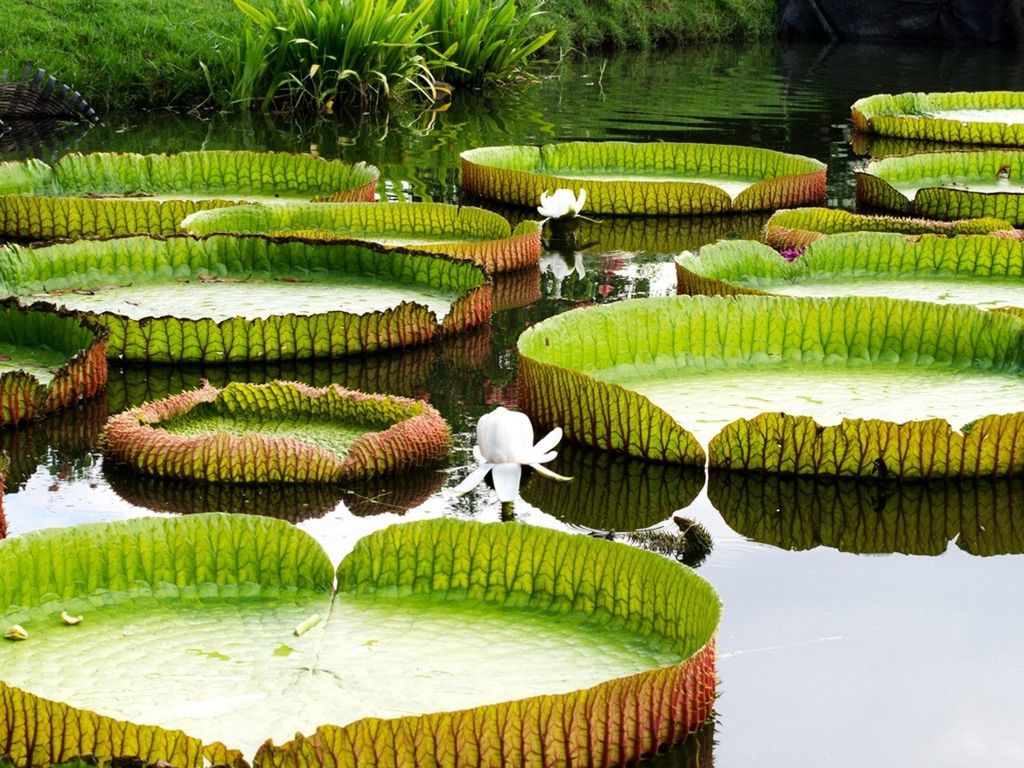 Giant Amazon Water Lily Facts And Growing Conditions | Gardening Know How