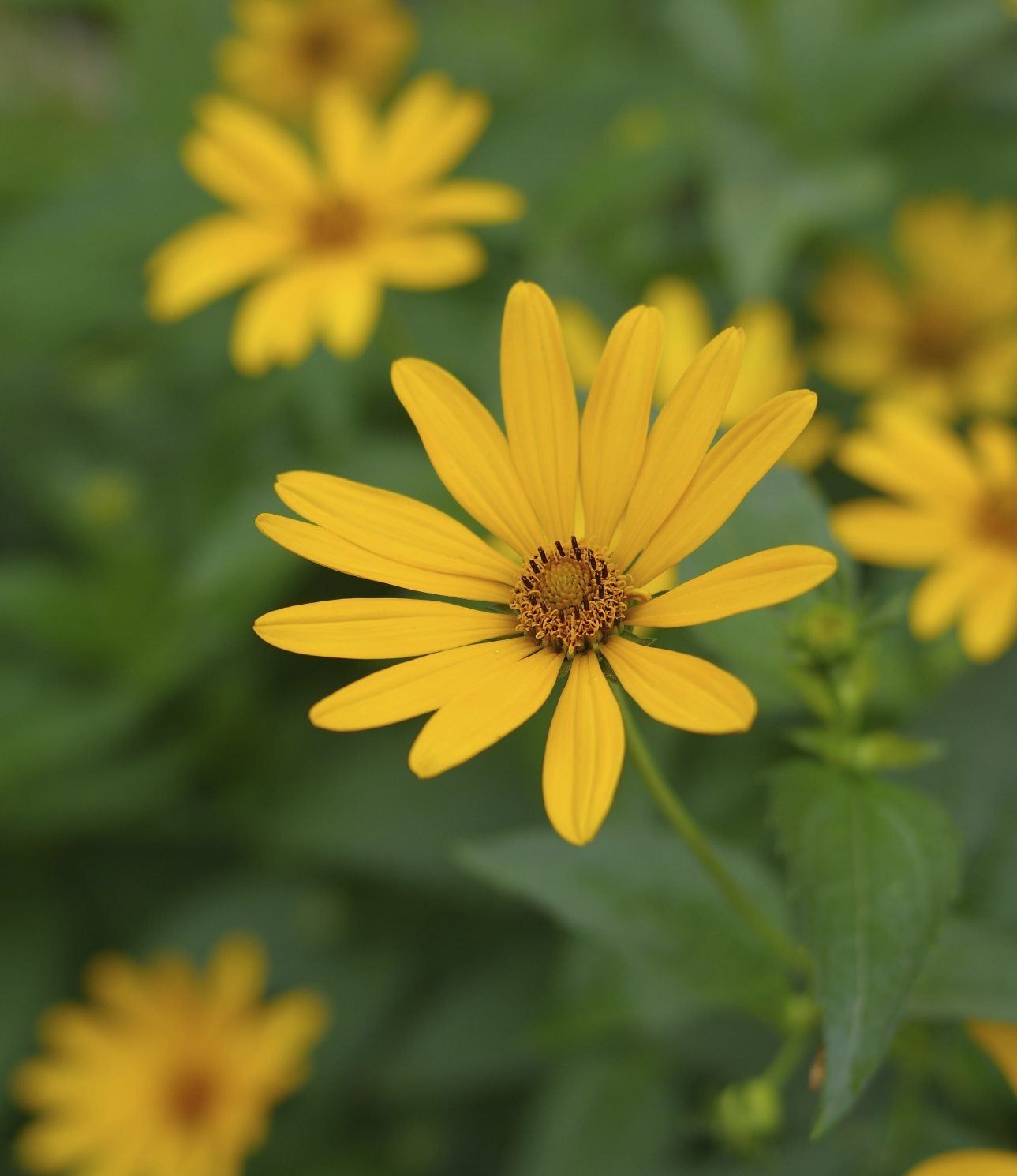 False Sunflower Pruning - Learn When And How To Prune Back Heliopsis ...