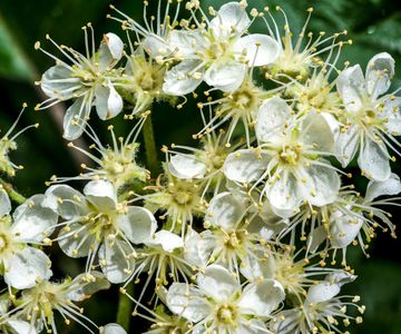 Birth Month Trees: Find All 12 and Their Special Meanings | Gardening ...