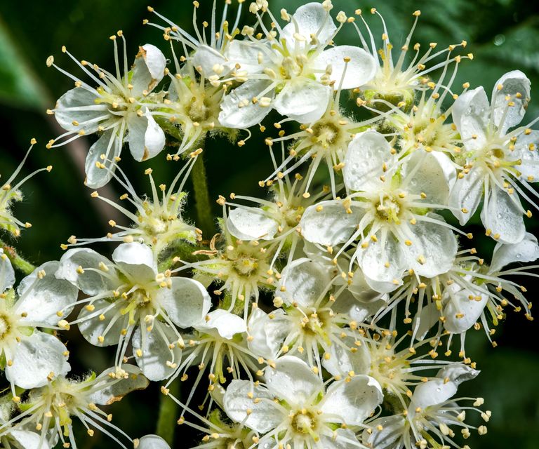 Birth Month Trees: Find All 12 and Their Special Meanings | Gardening ...