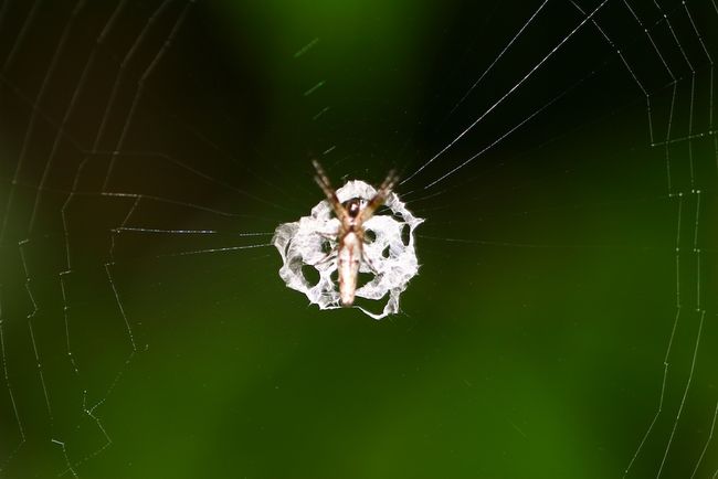 In Images: Spiders Camouflage Themselves as Bird Poop | Live Science