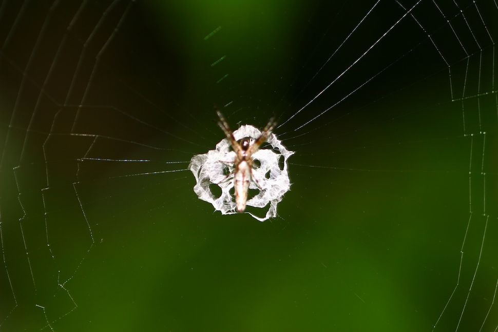 In Images: Spiders Camouflage Themselves as Bird Poop | Live Science