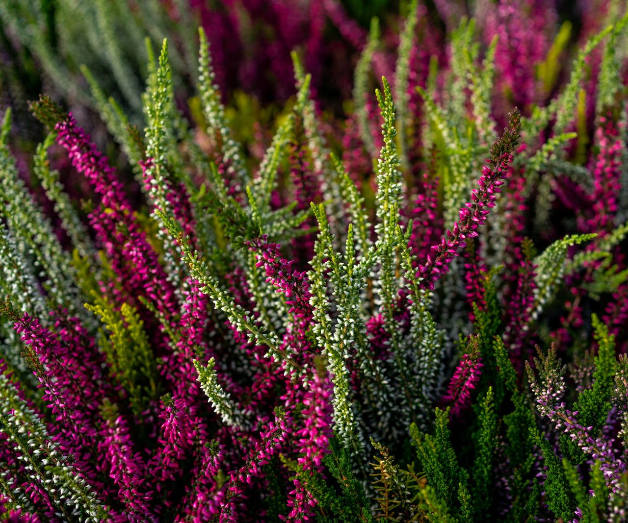 How to grow and care for winter heather: an expert guide | Homes and ...