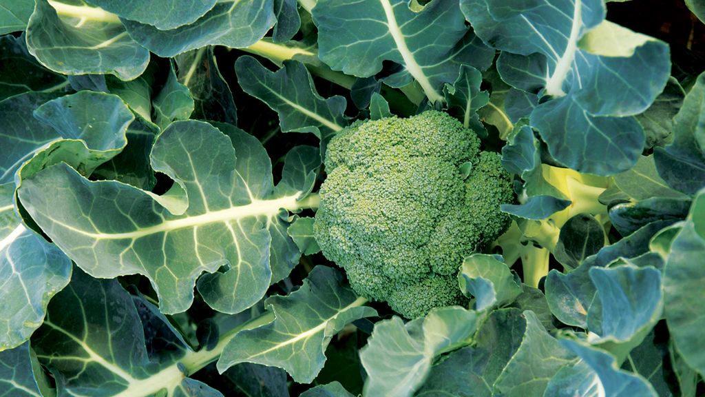 How to grow calabrese: our green broccoli planting guide | Gardeningetc