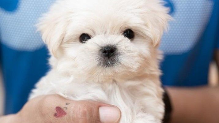 10 adorable teacup dog breeds with bags of personality | PetsRadar