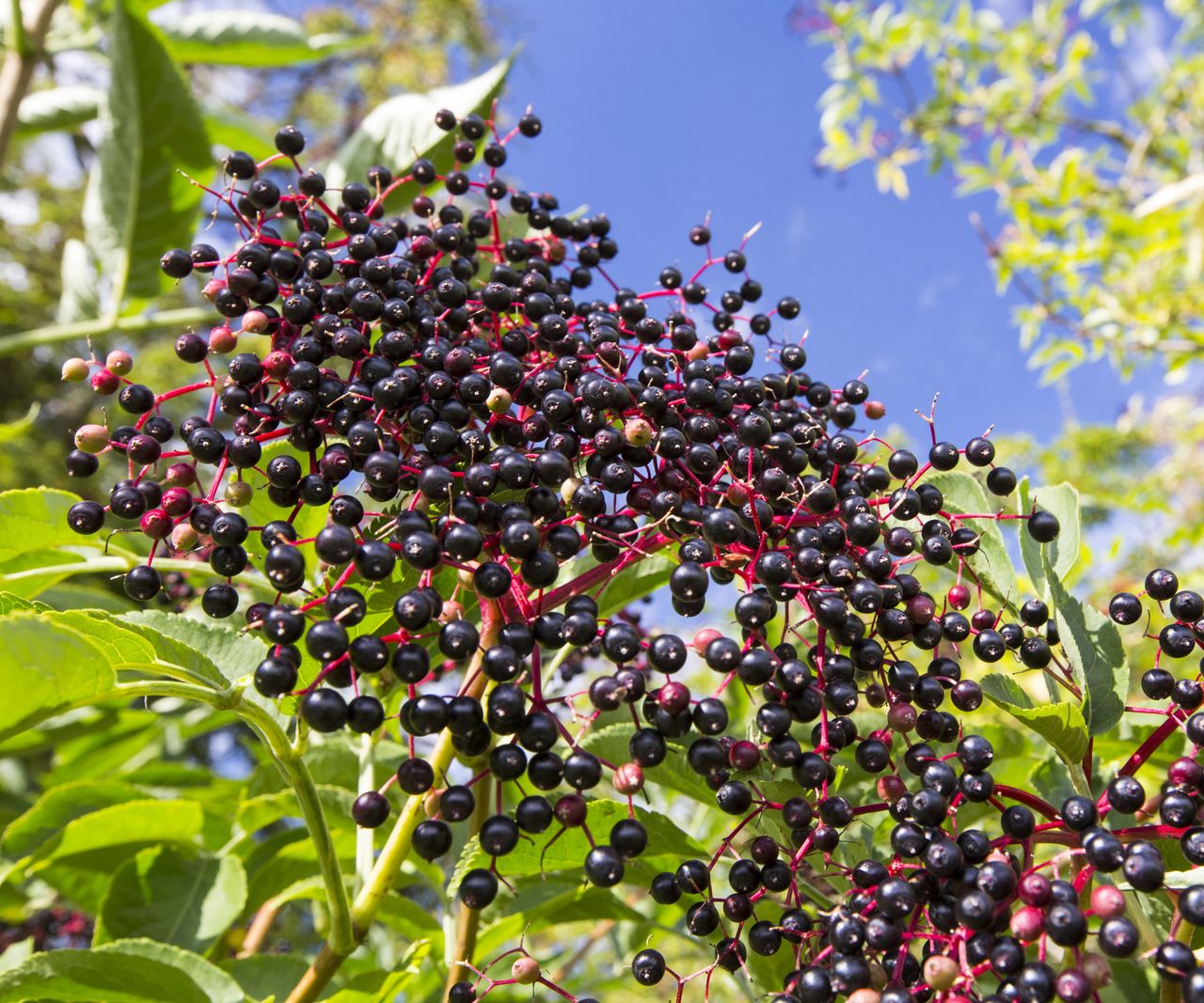 A guide to how and when to prune elderberry bushes | Homes and Gardens