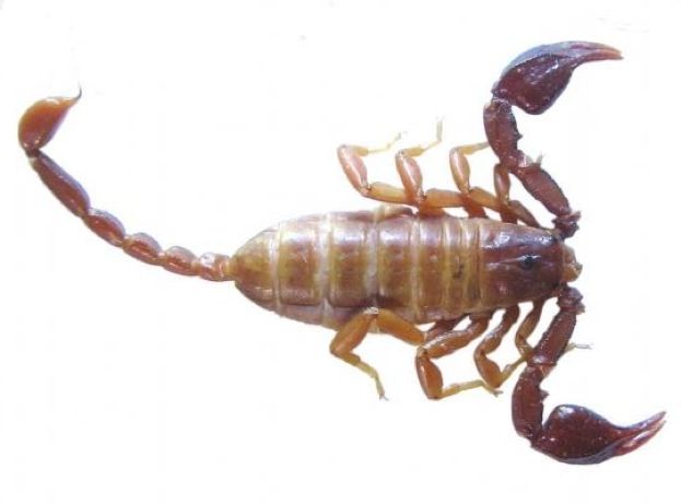 New Scorpion Species Discovered in Turkey | Live Science
