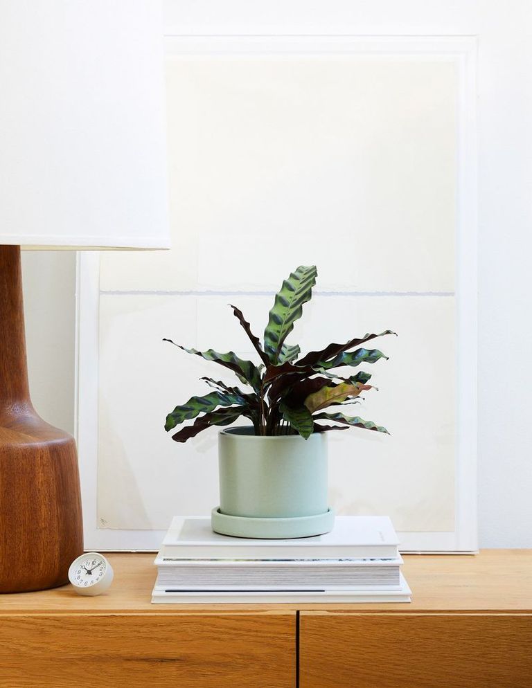 9 Best Easy Indoor Plants | Houseplants for Any House or Apartment ...