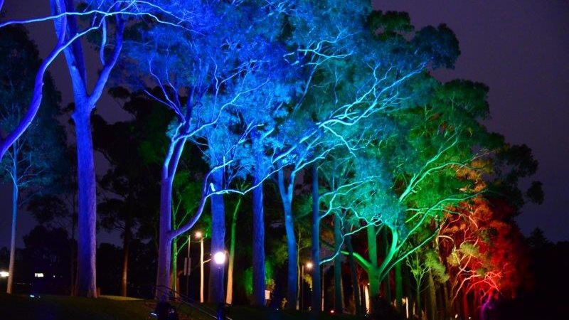 Martin by HARMAN Shines Light on Iconic Trees in Kings Park ...