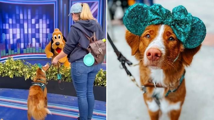 Disney-loving dog meets her idol Pluto for the first time and her ...
