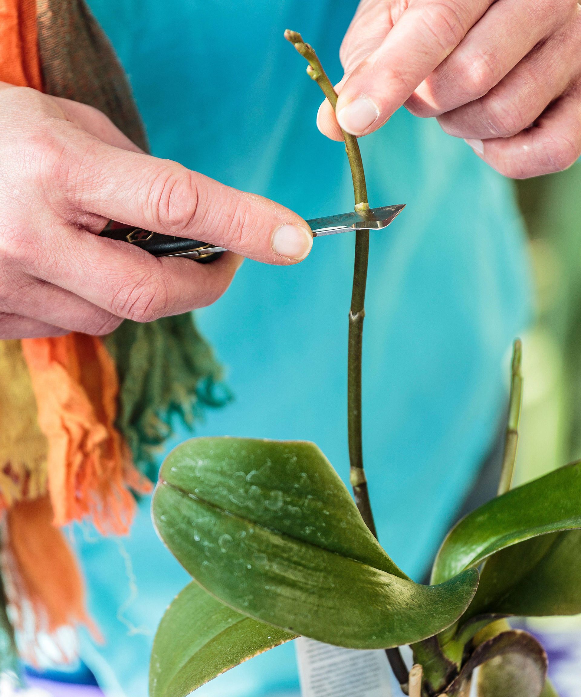 How To Propagate Orchids: 4 Methods To Grow Your Collection | Gardening ...