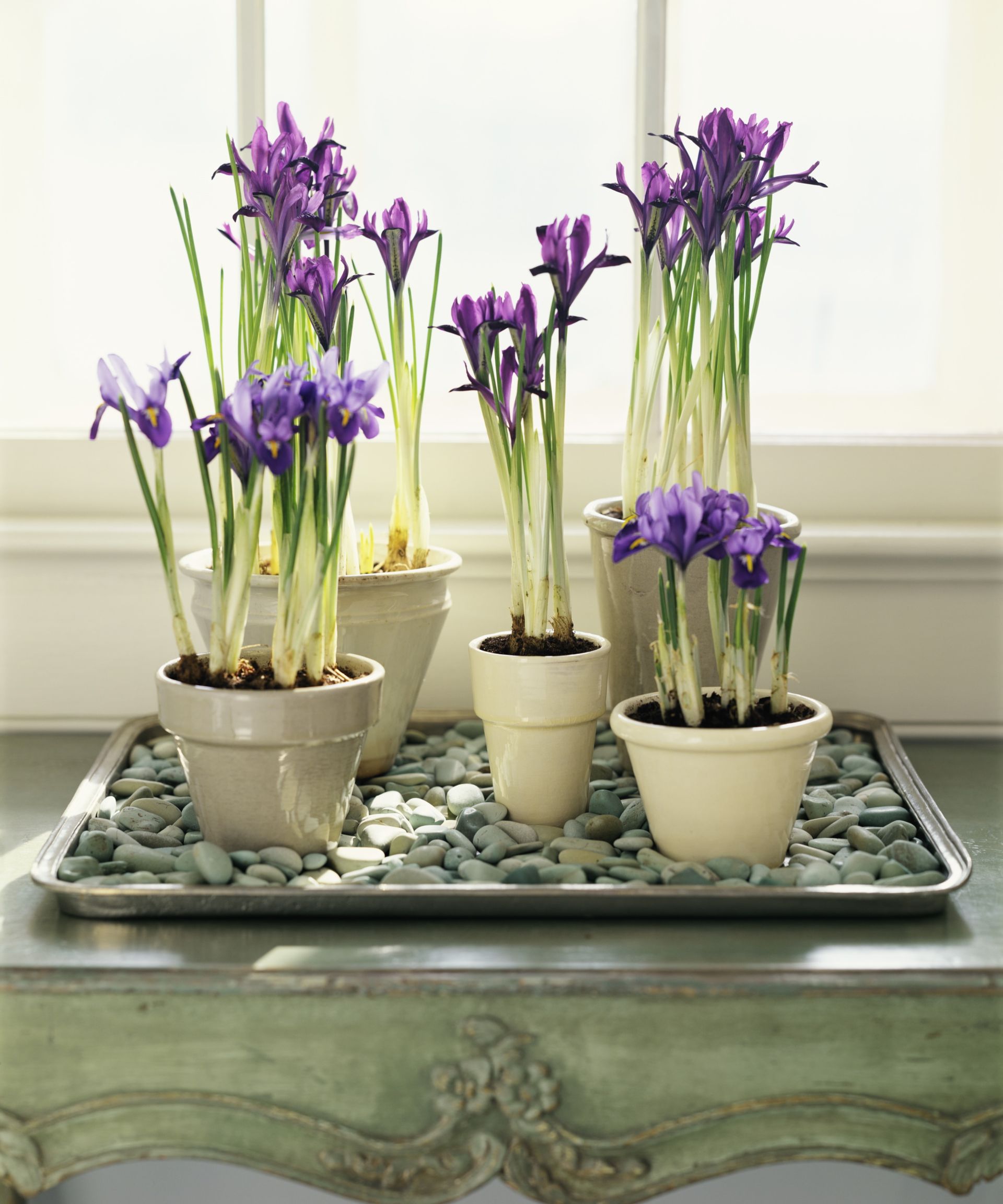 How to increase humidity for indoor plants: 5 expert methods | Homes ...